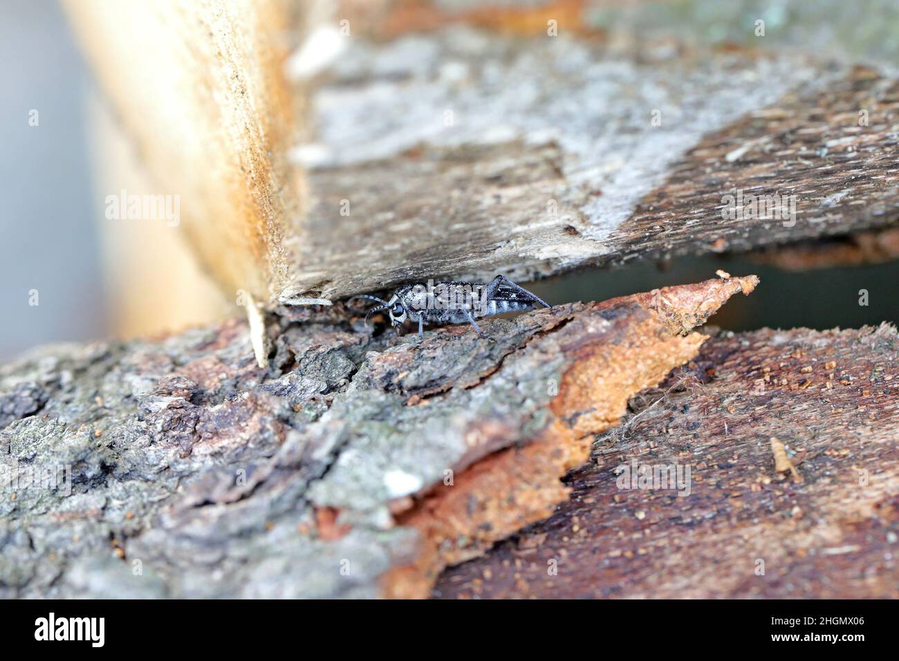 A wood-boring forest insect, the gray tiger longicorn beetle ...