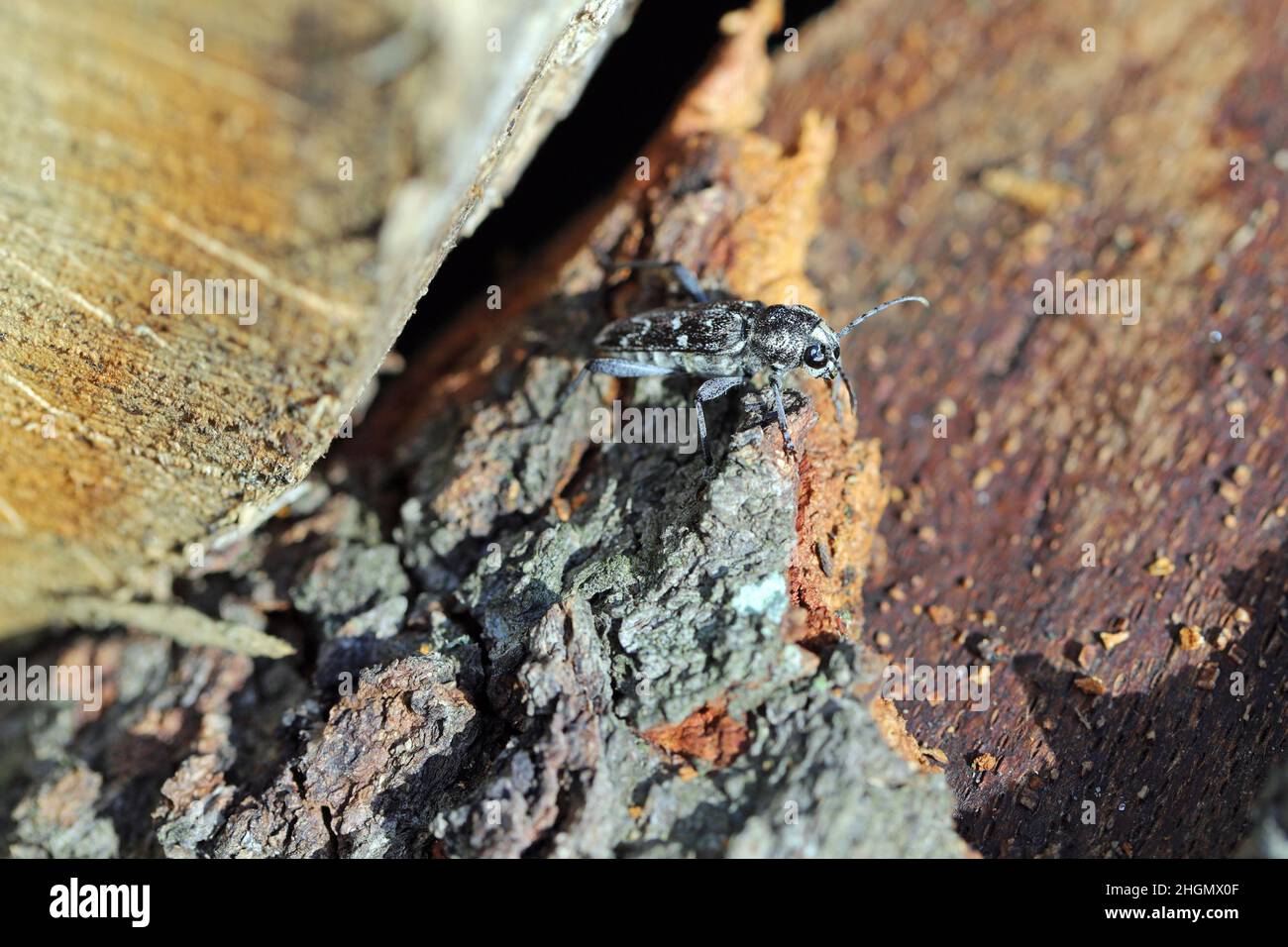 A wood-boring forest insect, the gray tiger longicorn beetle ...