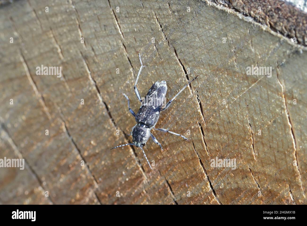 Grey tiger longhorn hi-res stock photography and images - Alamy