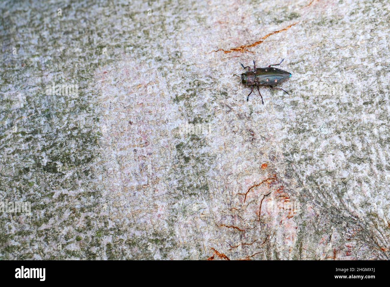 A beautiful metallic jewel beetle - Chrysobothris affinis, Buprestidae ...