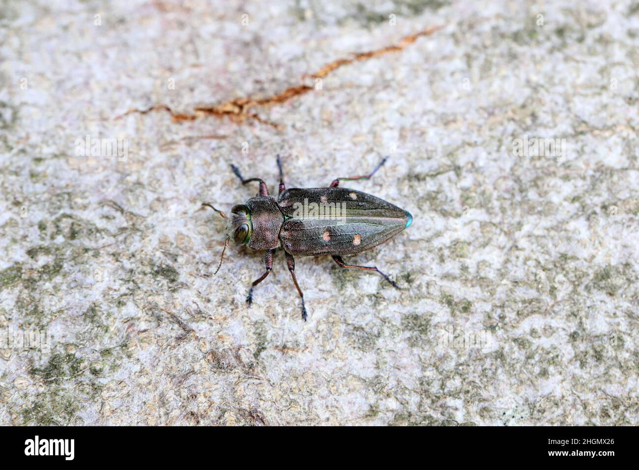 Metallic wood boring beetles hi-res stock photography and images - Alamy