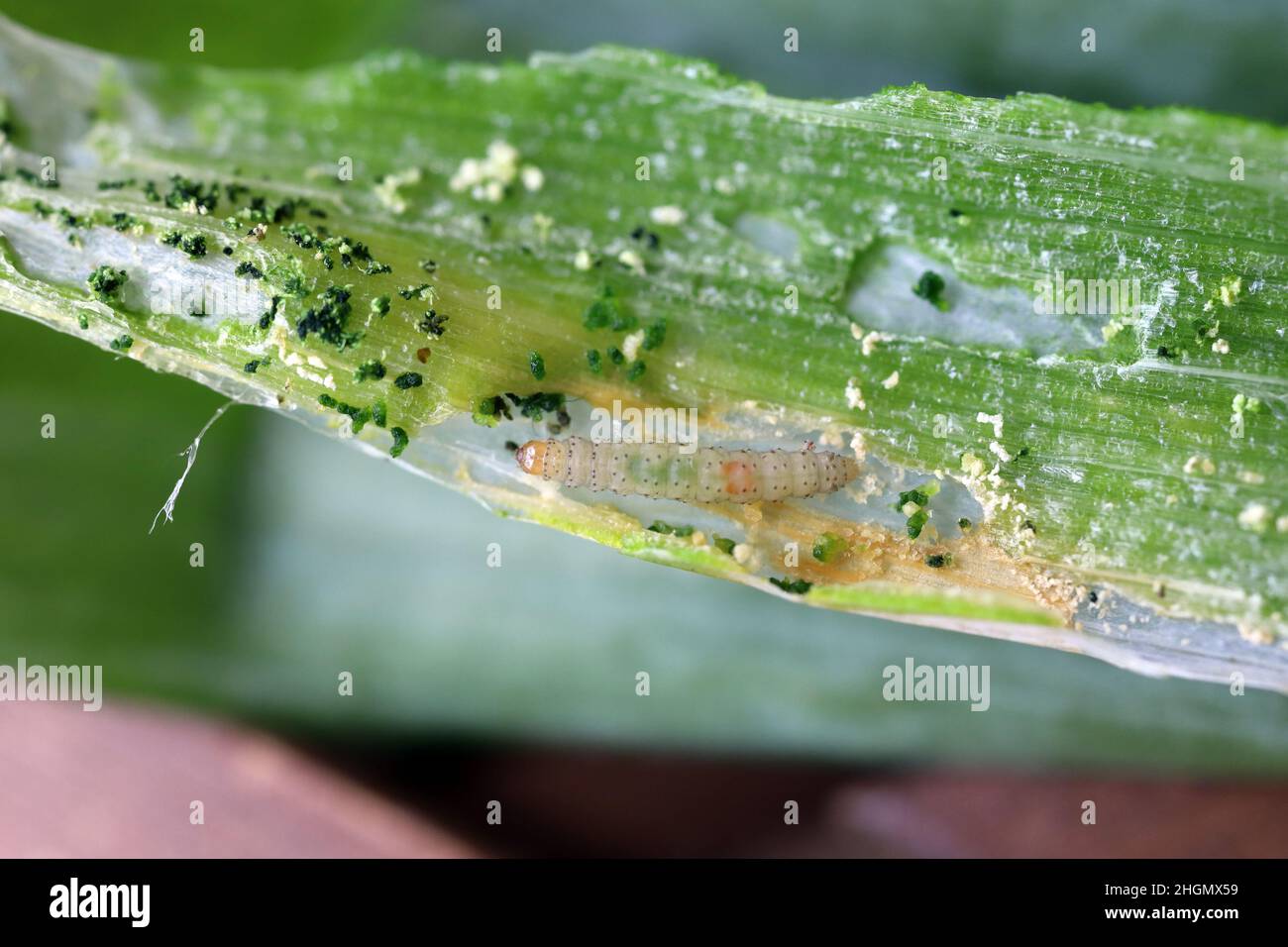 Caterpillar of leek moth or onion leaf miner Acrolepia assectella ...