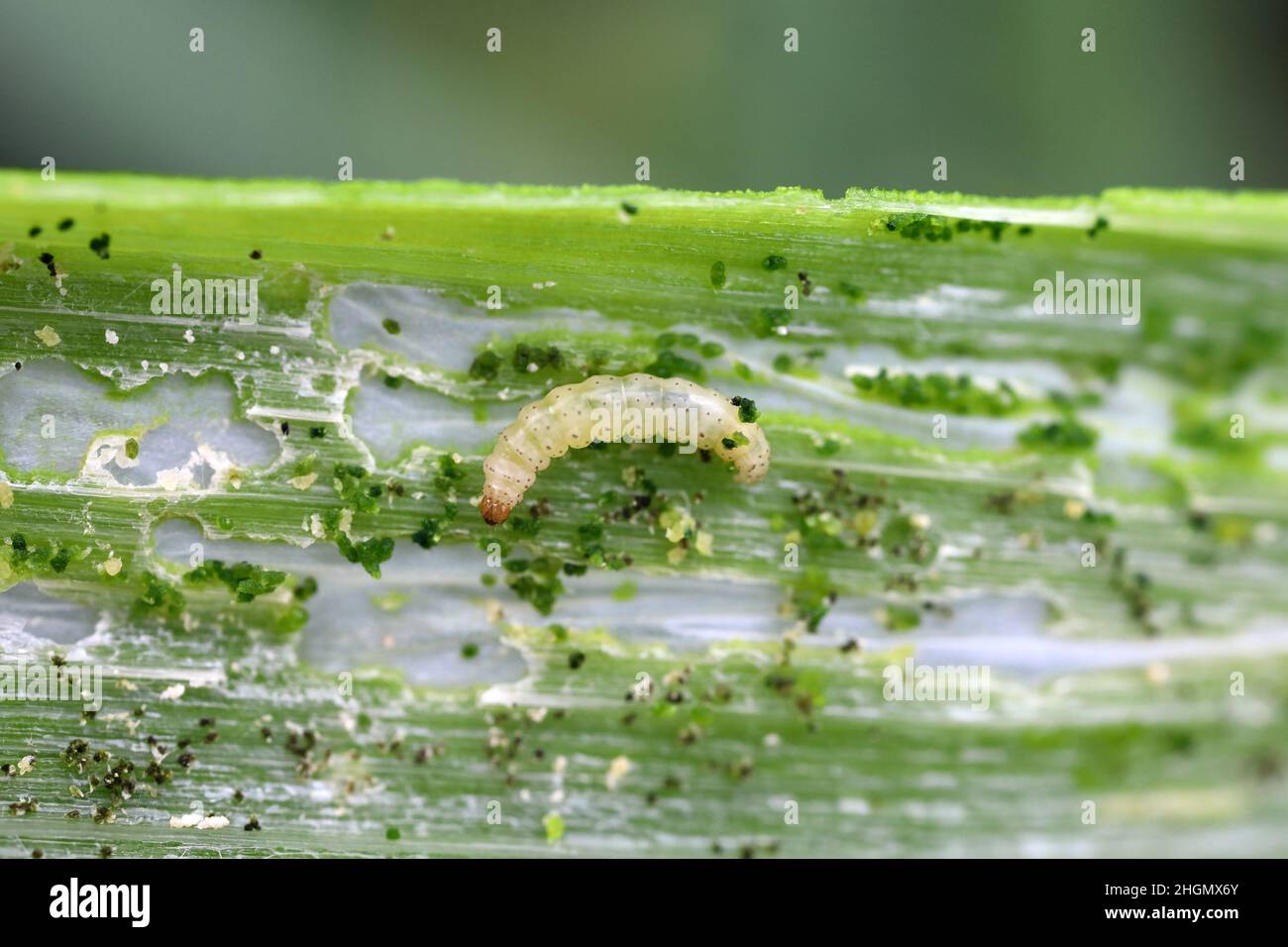 Leek moth caterpillar hi-res stock photography and images - Alamy