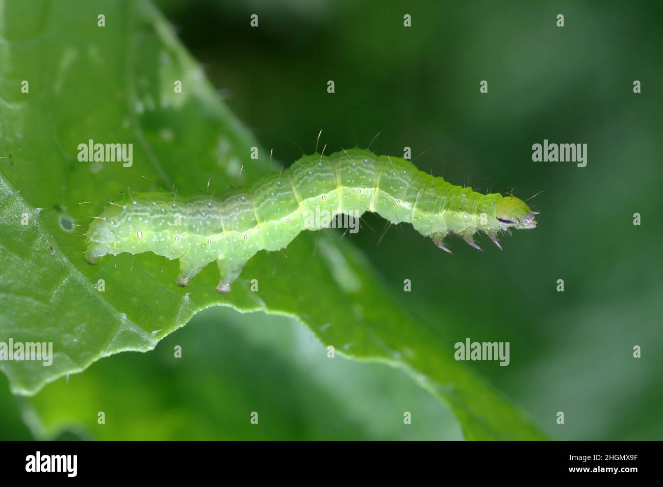 The Silver Y (Autographa gamma) Caterpillar on on a radish damaged leaf ...