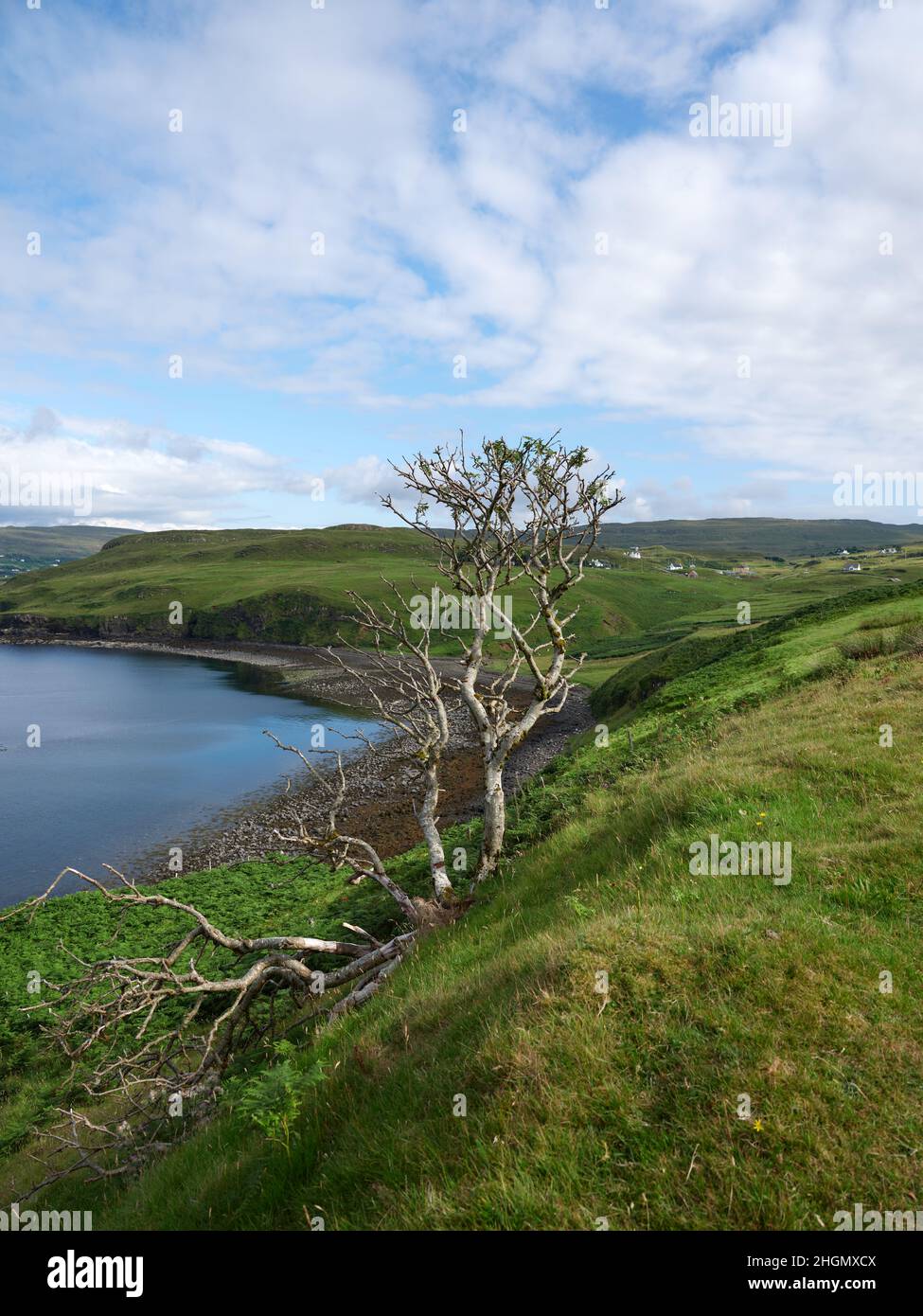 The summer landscape with a tree of Loch Pooltiel at Milovaig on the ...