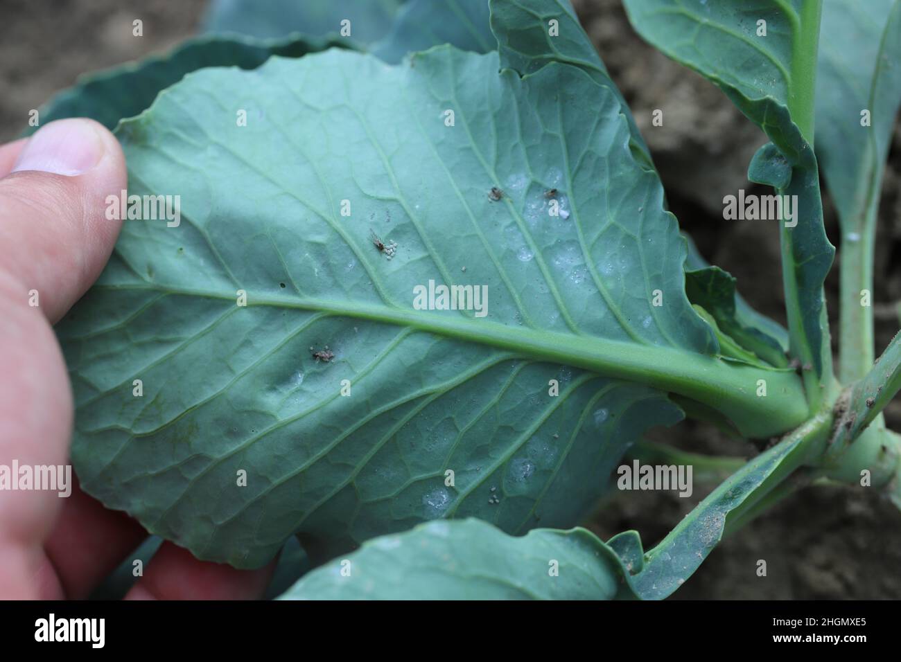 Cabbage aphid colonies (Brevicoryne brassicae) - wingless and winged ...