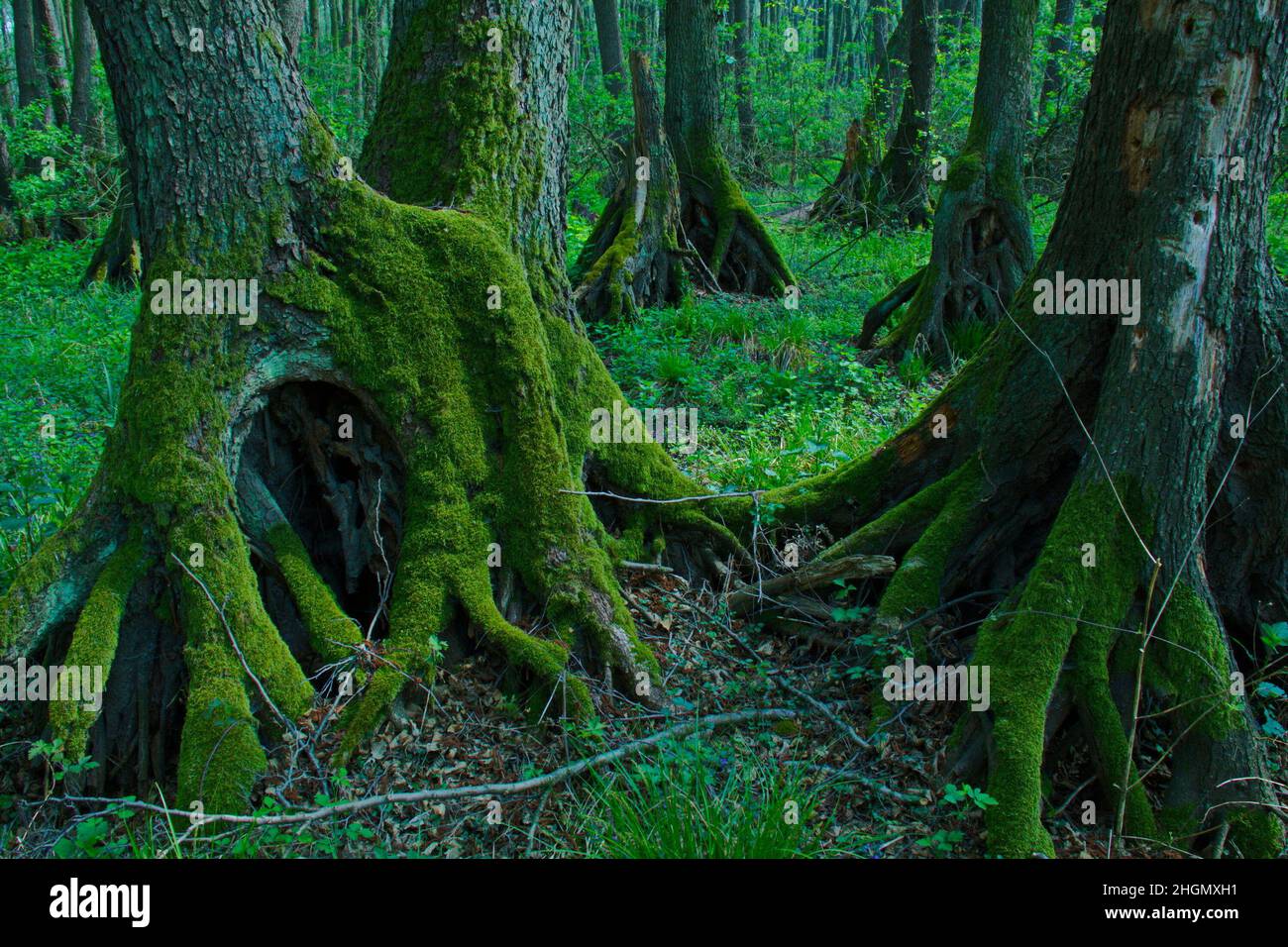 Ferto hanság national park hi-res stock photography and images - Alamy