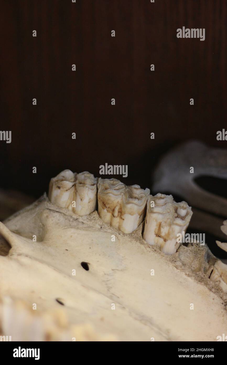 Teeth and jaw remains of a wild animal Stock Photo - Alamy