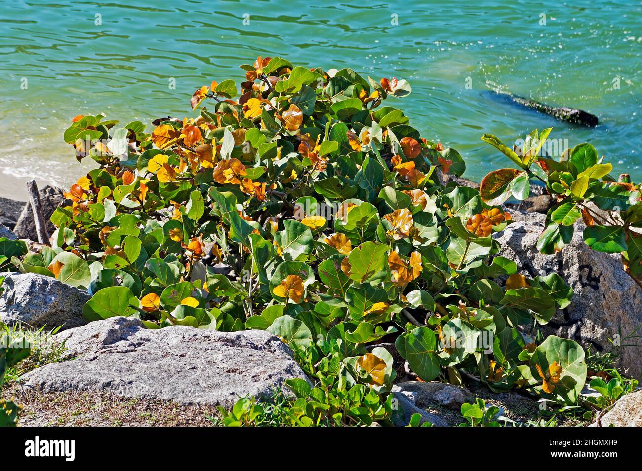 Tropical coastal vegetation hi-res stock photography and images - Alamy