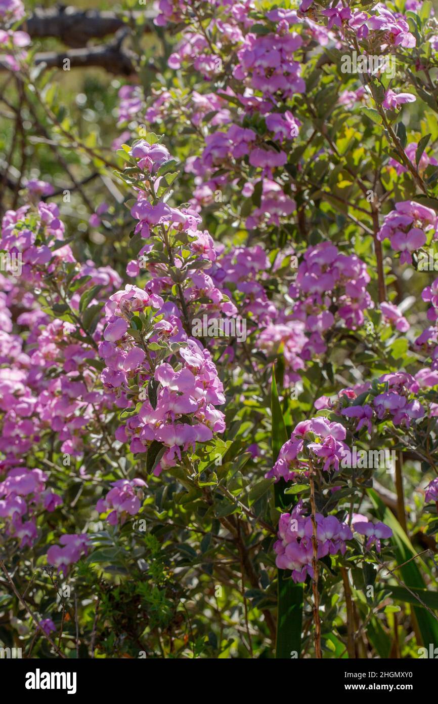 Water Blossom Pea (Podalyria calyptrata) with pink flowers in natural ...