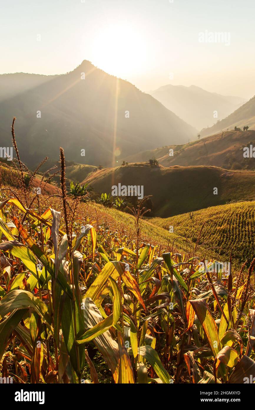The landscape of corn terraces fields at sunset, local cultivation in ...