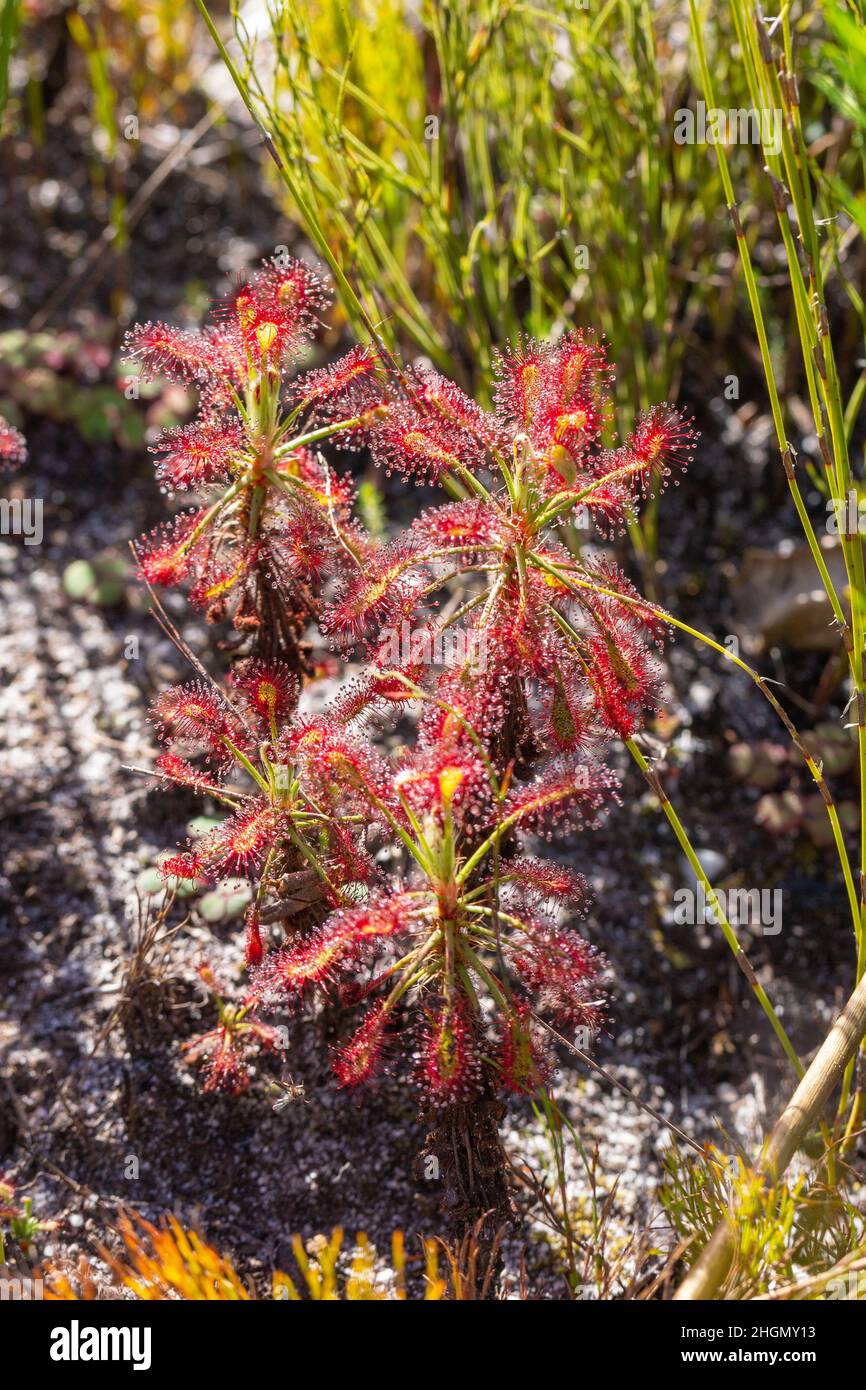 Some specimens of the upright growing Drosera glabripes seen in natural ...