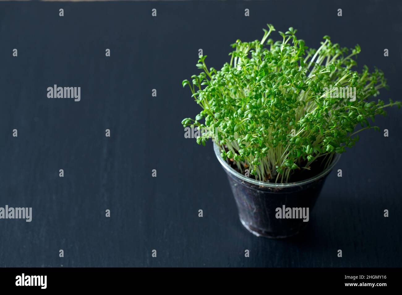 growing garden cress Stock Photo - Alamy