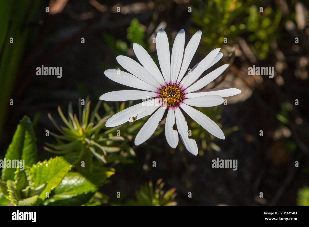 White flower of a Dimorphotheca seen in Silvermine Nature Reserve in ...