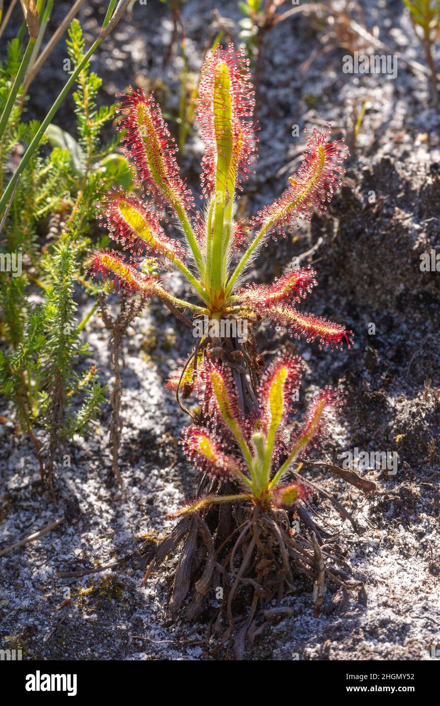Two plants of Drosera ramentacea (a carnivorou plant from the Sundew ...