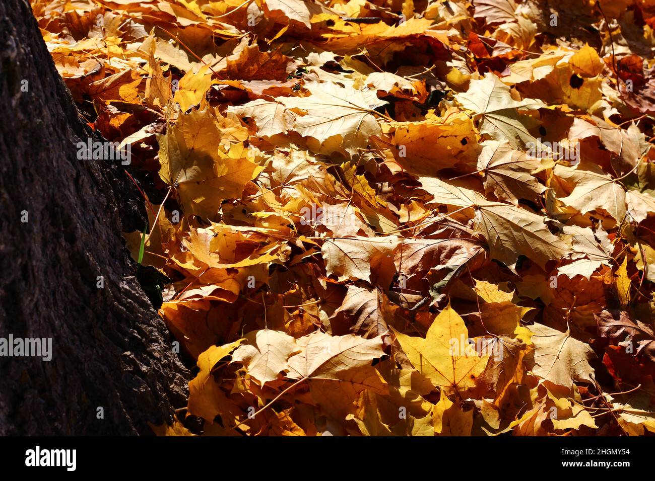 A layer of fallen maple leaves under a tree, bright golden autumn Stock ...