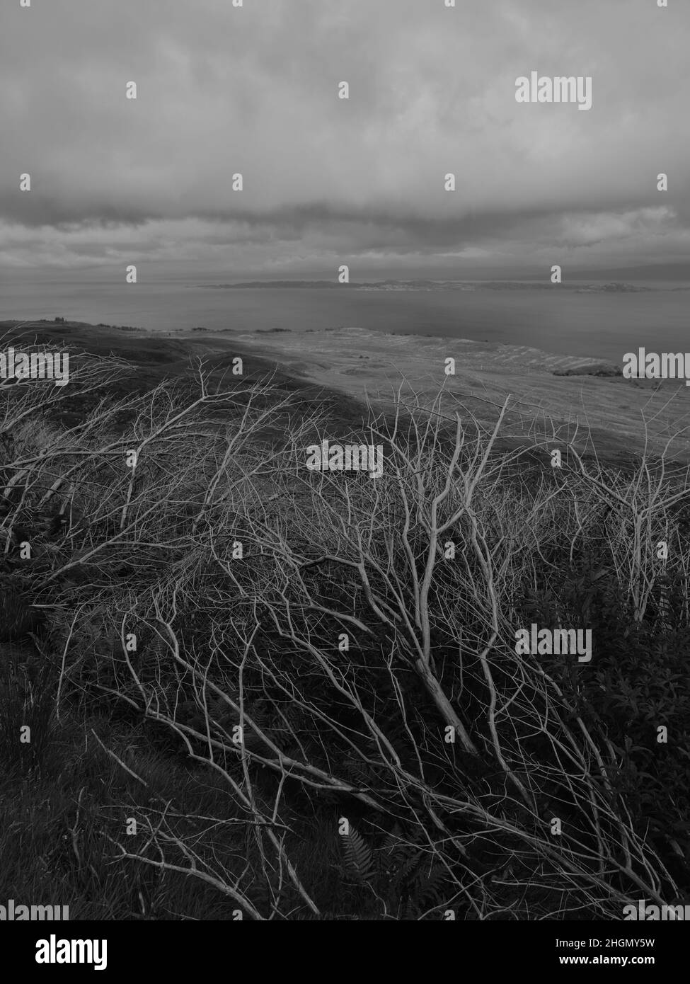 Dead tree scrub habitiat on the Trotternish Peninsula overlooking the ...