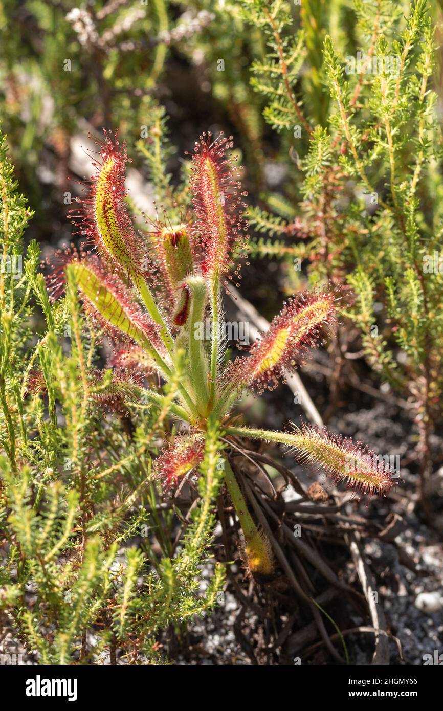 The upright growing Drosera ramentacea seen close to Cape Town in the ...