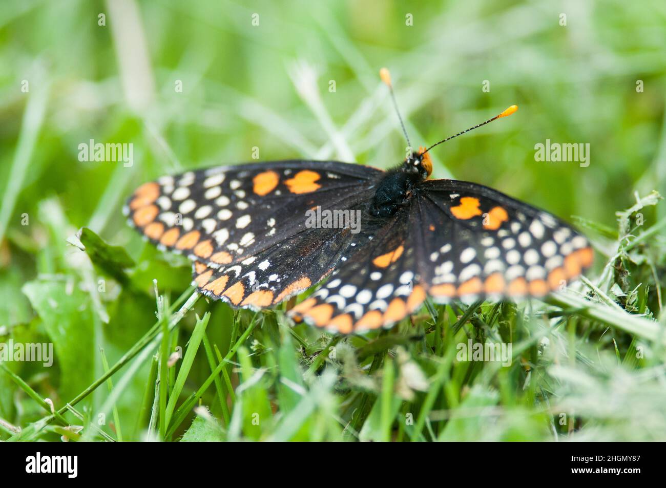 Baltimore Checkerspot in the grass outside a home in upstate New York ...