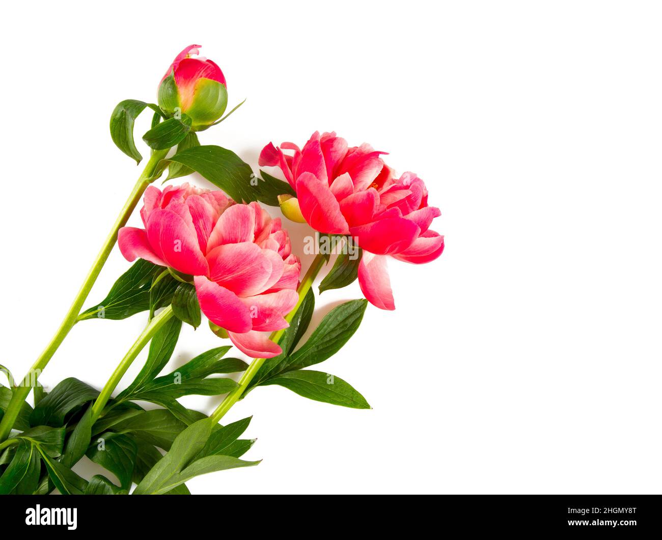 beautiful peonies isolated on white Stock Photo - Alamy