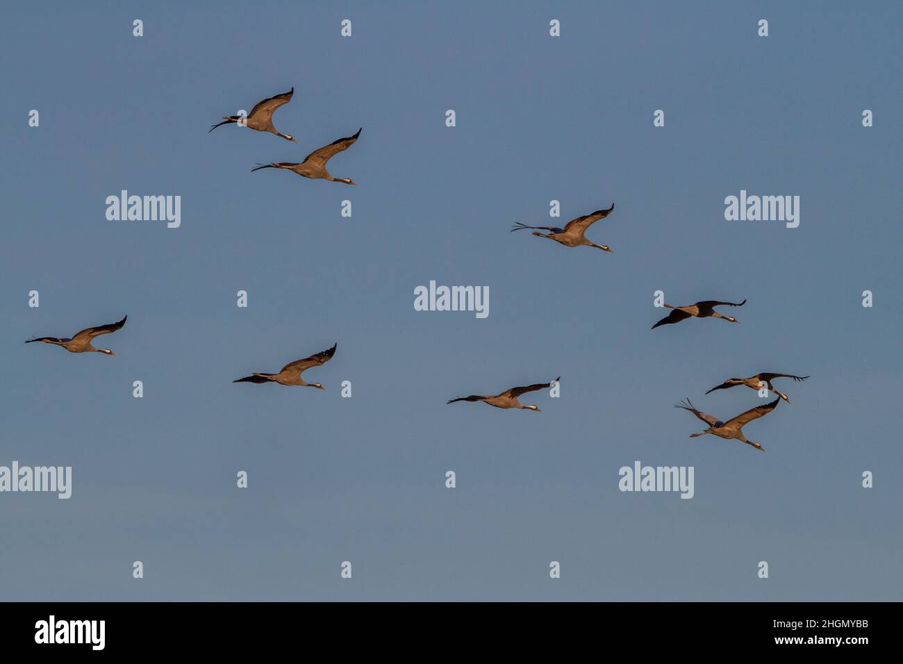 Group of Common crane (Grus grus) fly in their typical "v" formation ...