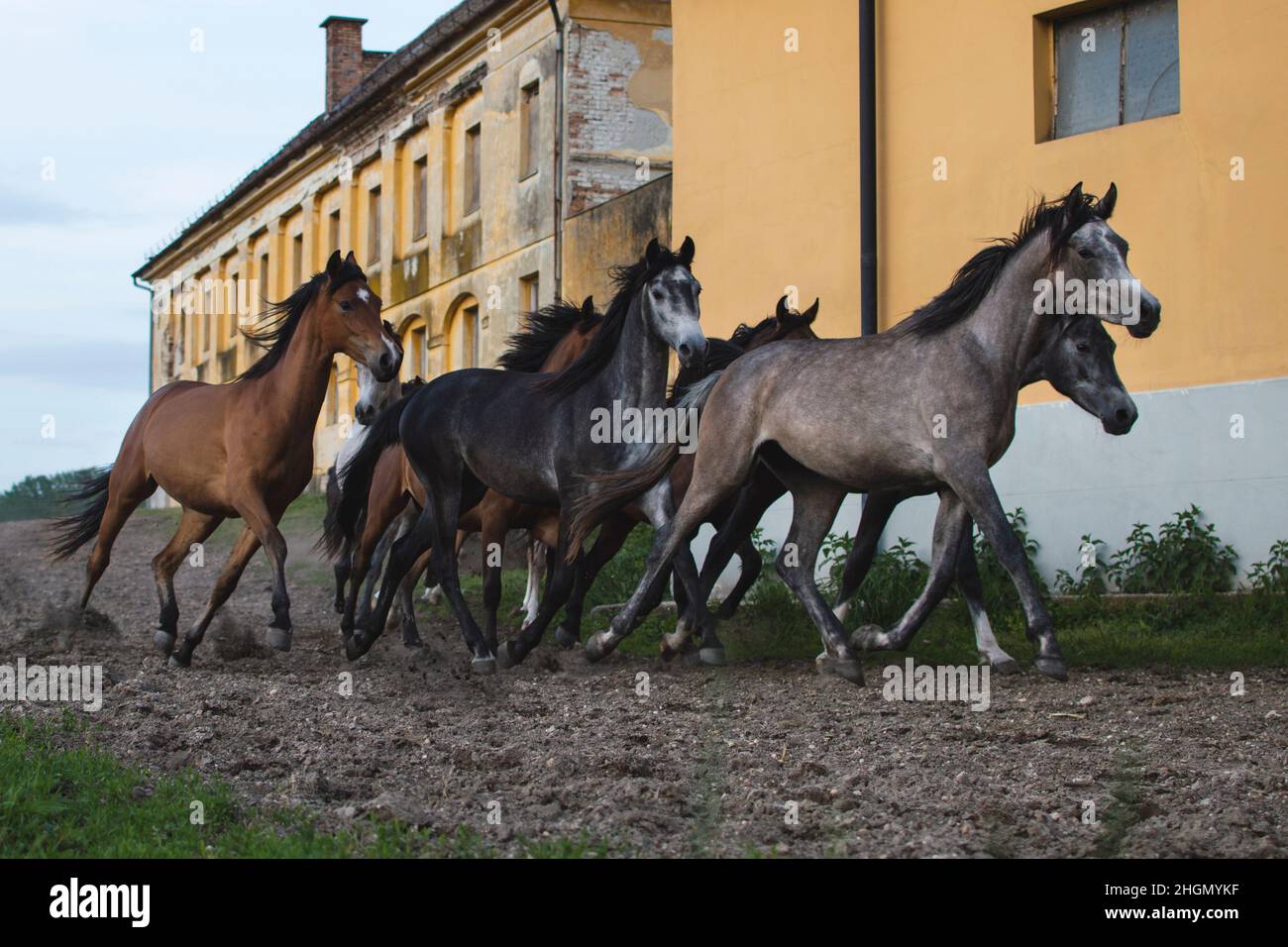 Running scared hi-res stock photography and images - Alamy