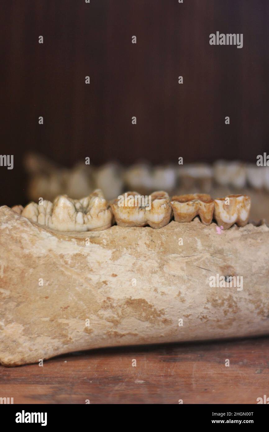 Teeth and jaw remains of a wild animal Stock Photo - Alamy