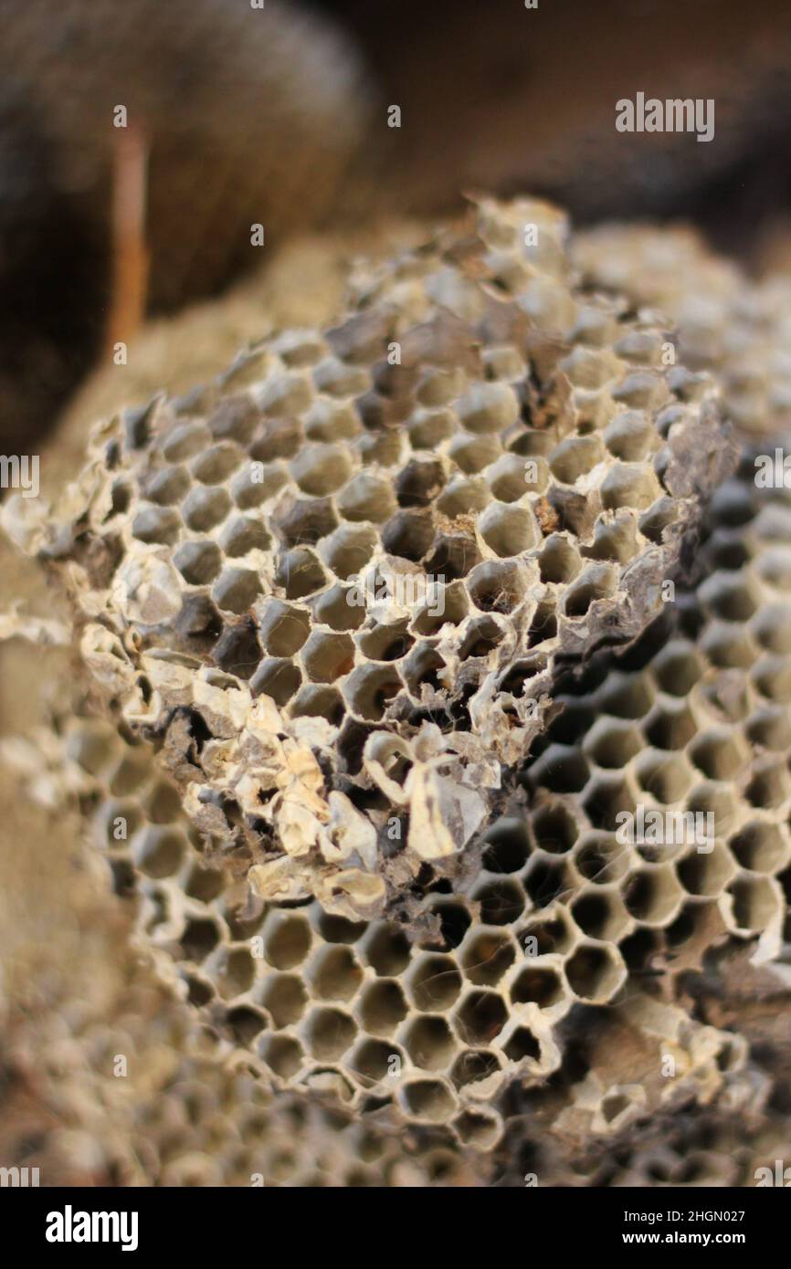 Closeup of an empty wasp's nest with honeycombs and made out of paper ...