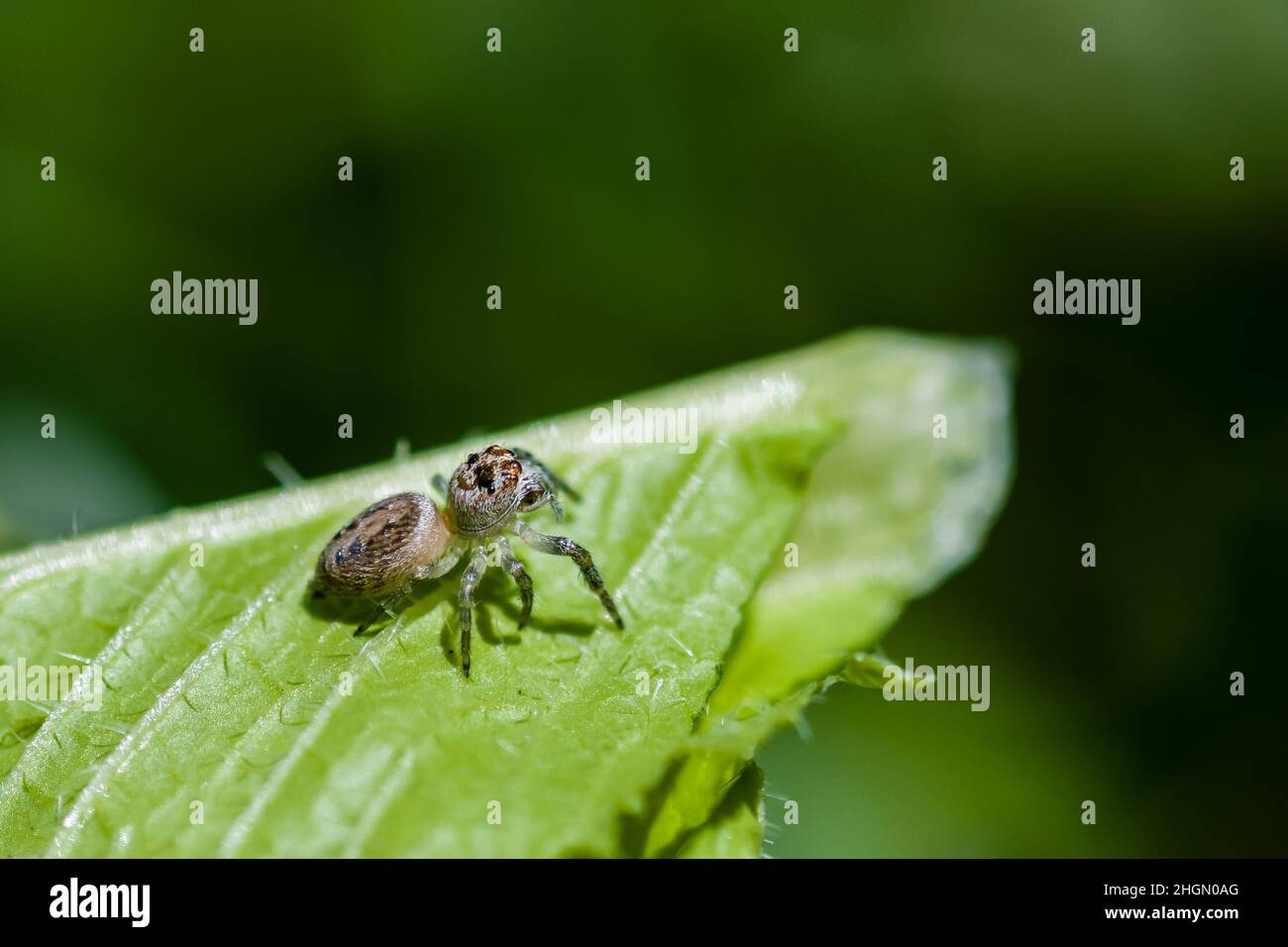 A Tiny Garden Orb-Weaving Spider on Leaf Stock Photo - Alamy
