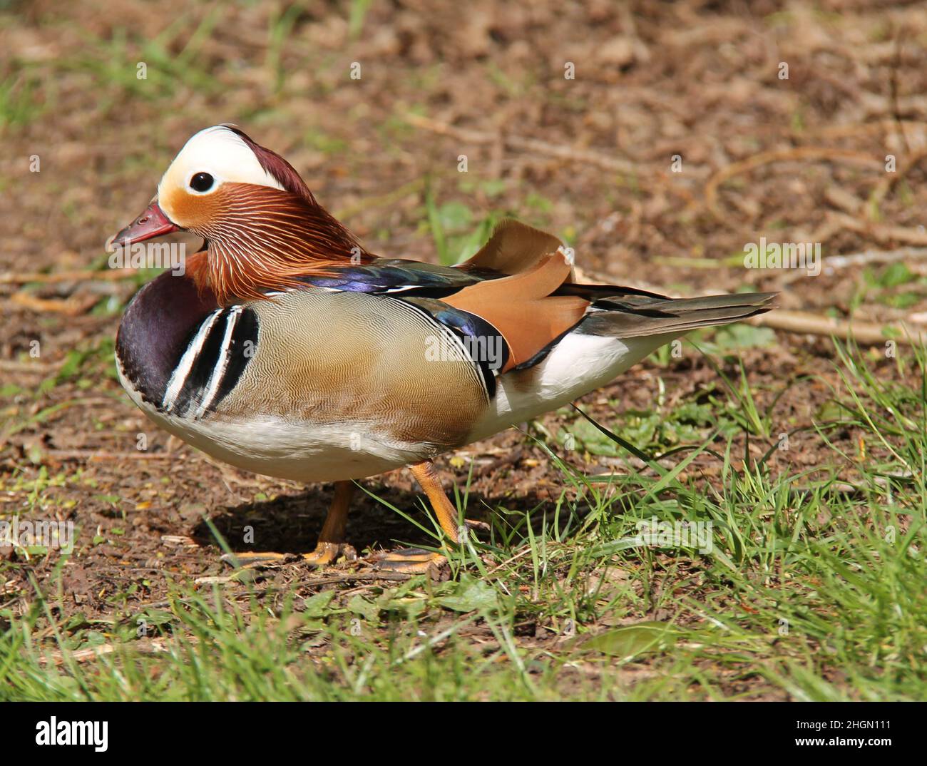 The Beautiful Plumage of a Male Mandarin Duck Stock Photo - Alamy