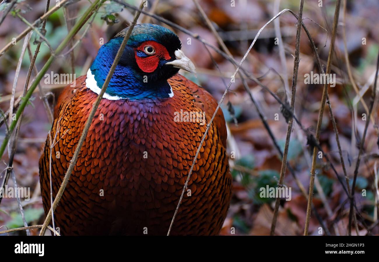 Pheasant nest hi-res stock photography and images - Alamy