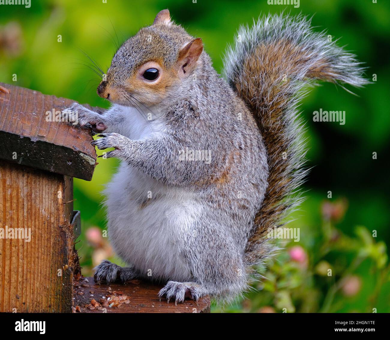 The eastern gray squirrel, also known as simply the grey squirrel, is a ...