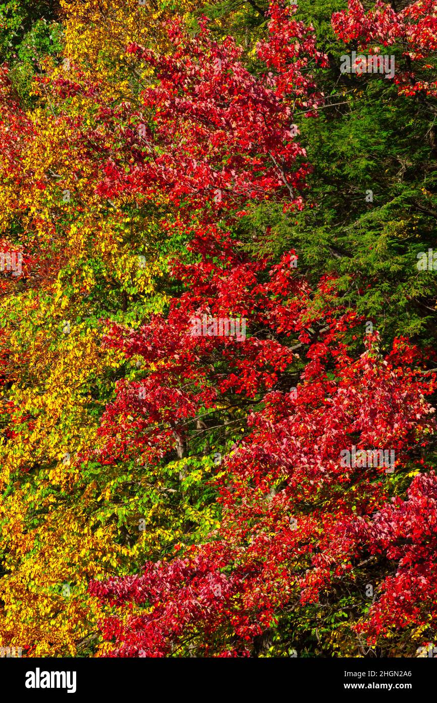 An autumn forest of northern hardwood trees in Pennsylvania's Pocono ...