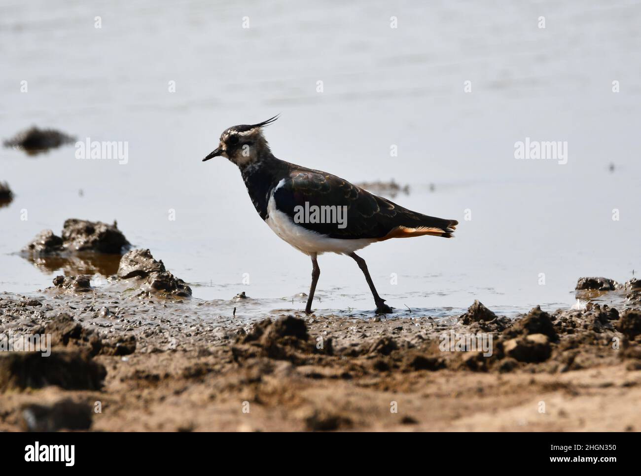 Lapwing at RSPB Frampton Marsh Nature Reserve, Lincolnshire, UK Stock ...