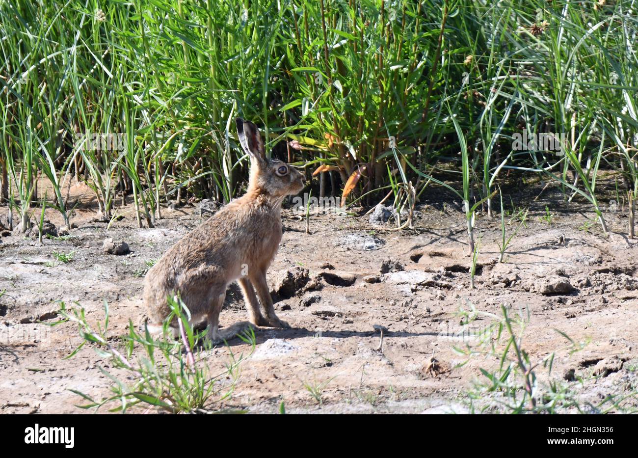 Sitting hare at RSPB Frampton Marsh Nature Reserve, Lincolnshire, UK ...