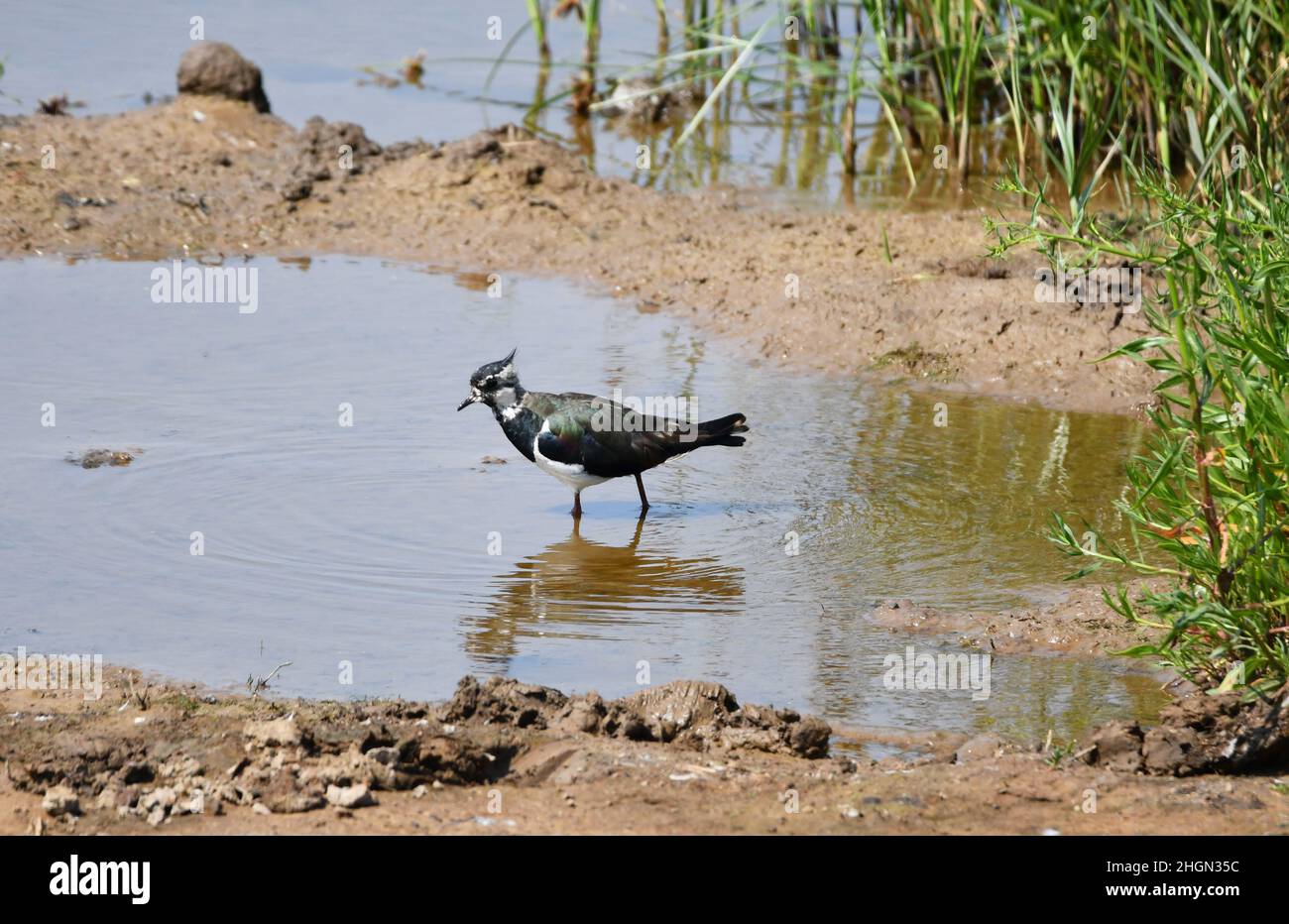 Lapwing at RSPB Frampton Marsh Nature Reserve, Lincolnshire, UK Stock ...
