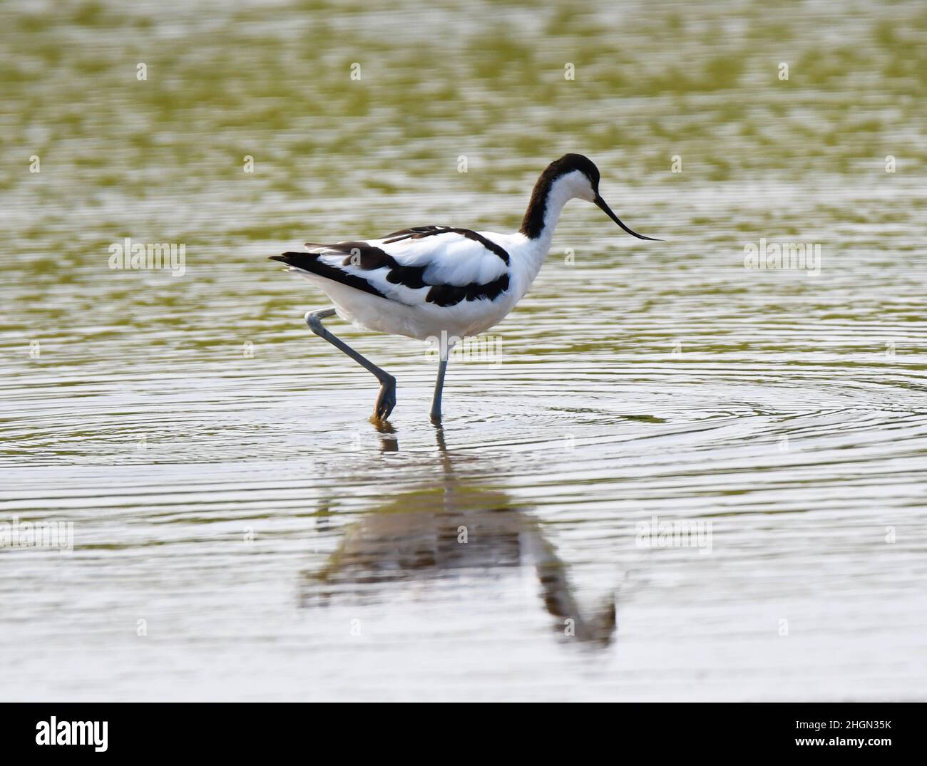 Avocet at RSPB Frampton Marsh Nature Reserve, Lincolnshire, UK Stock ...