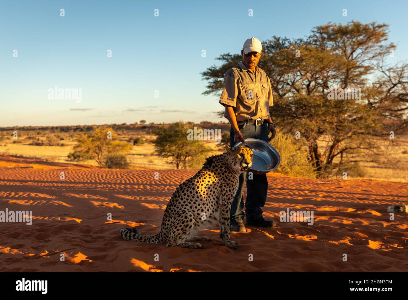African ranger man feeding wild cheetah (Acinonyx jubatus) with raw ...