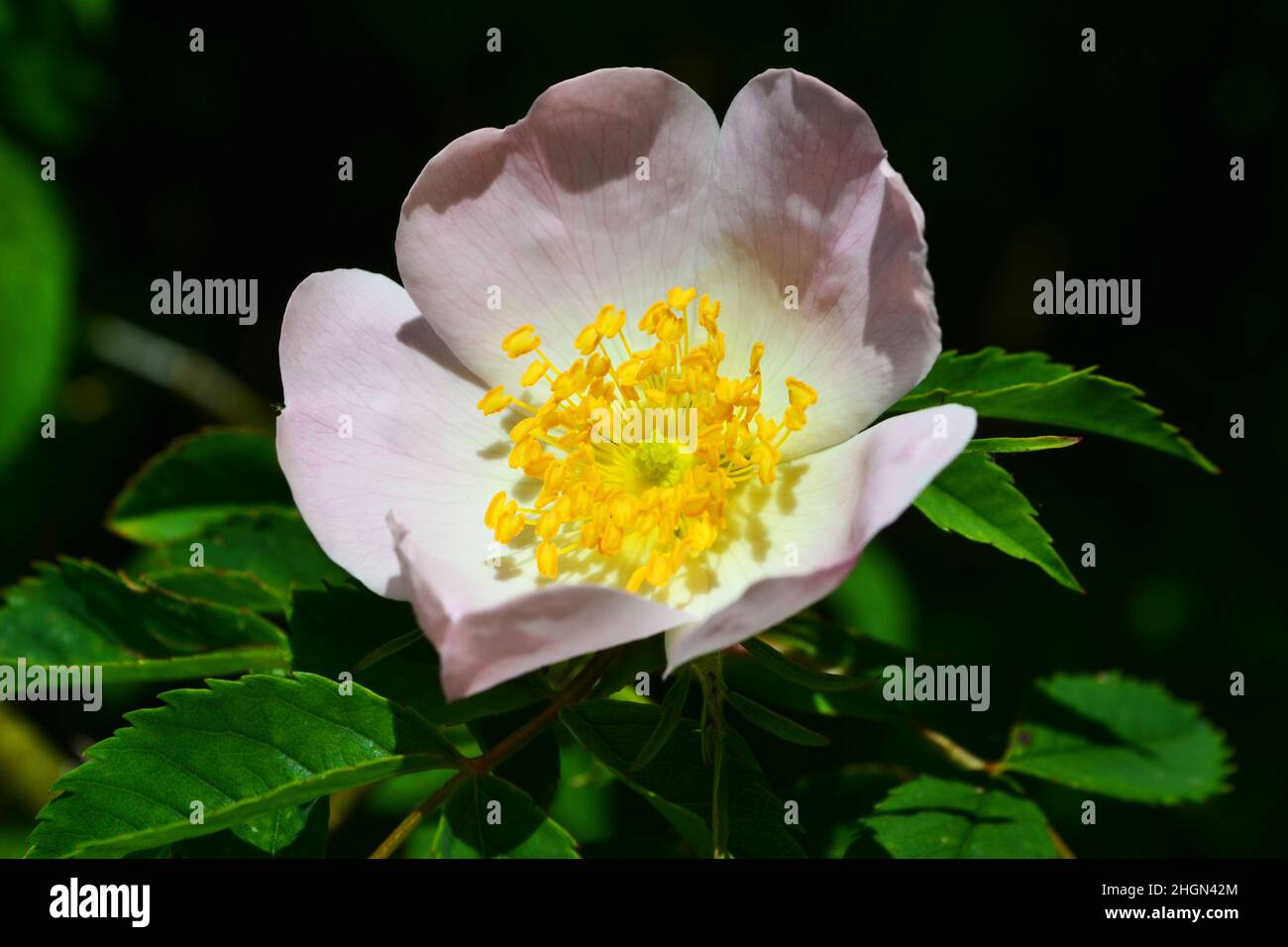 Pale wildflower petals hi-res stock photography and images - Alamy