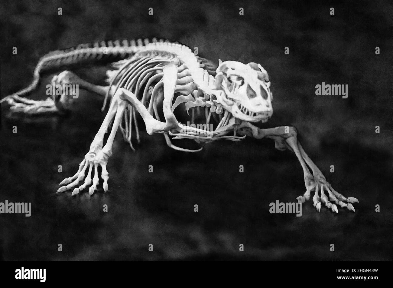 Monitor lizard skeleton hi-res stock photography and images - Alamy