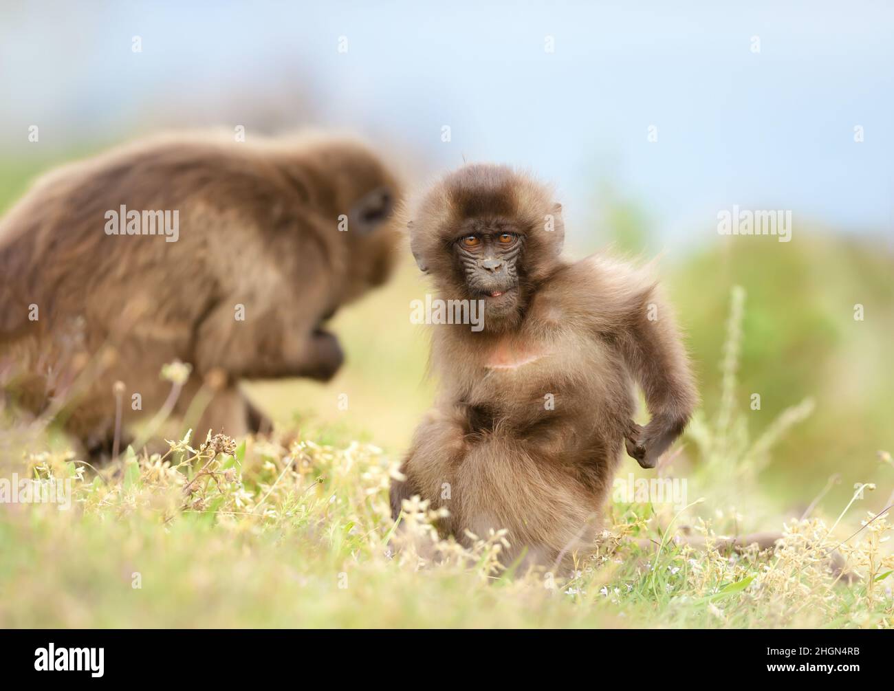 Close up of cute baby Gelada monkey scratching back while sitting on ...