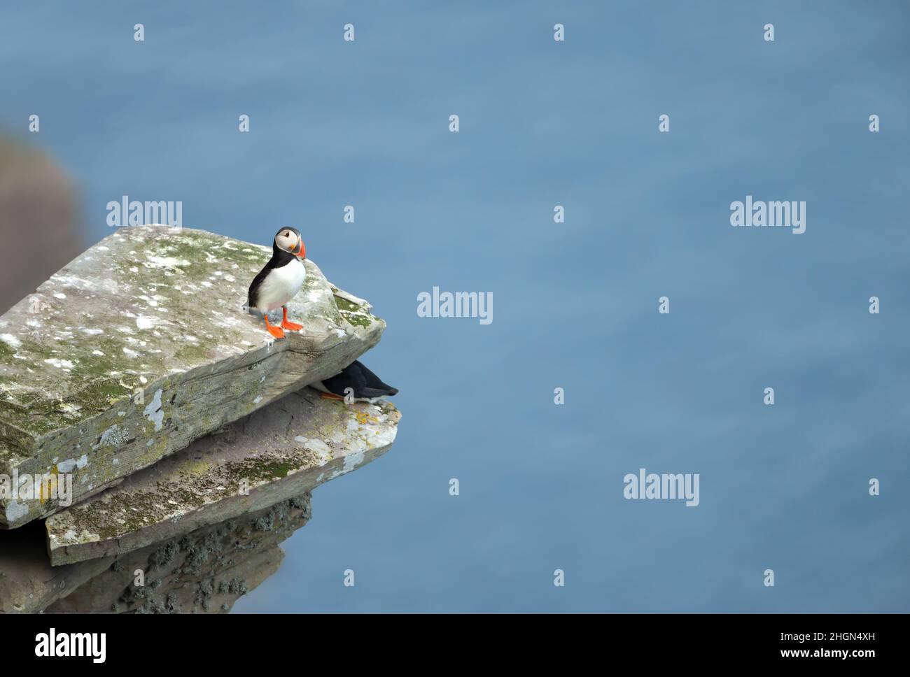 Atlantic puffin standing on a rock on shores of Noss island, Shetland ...