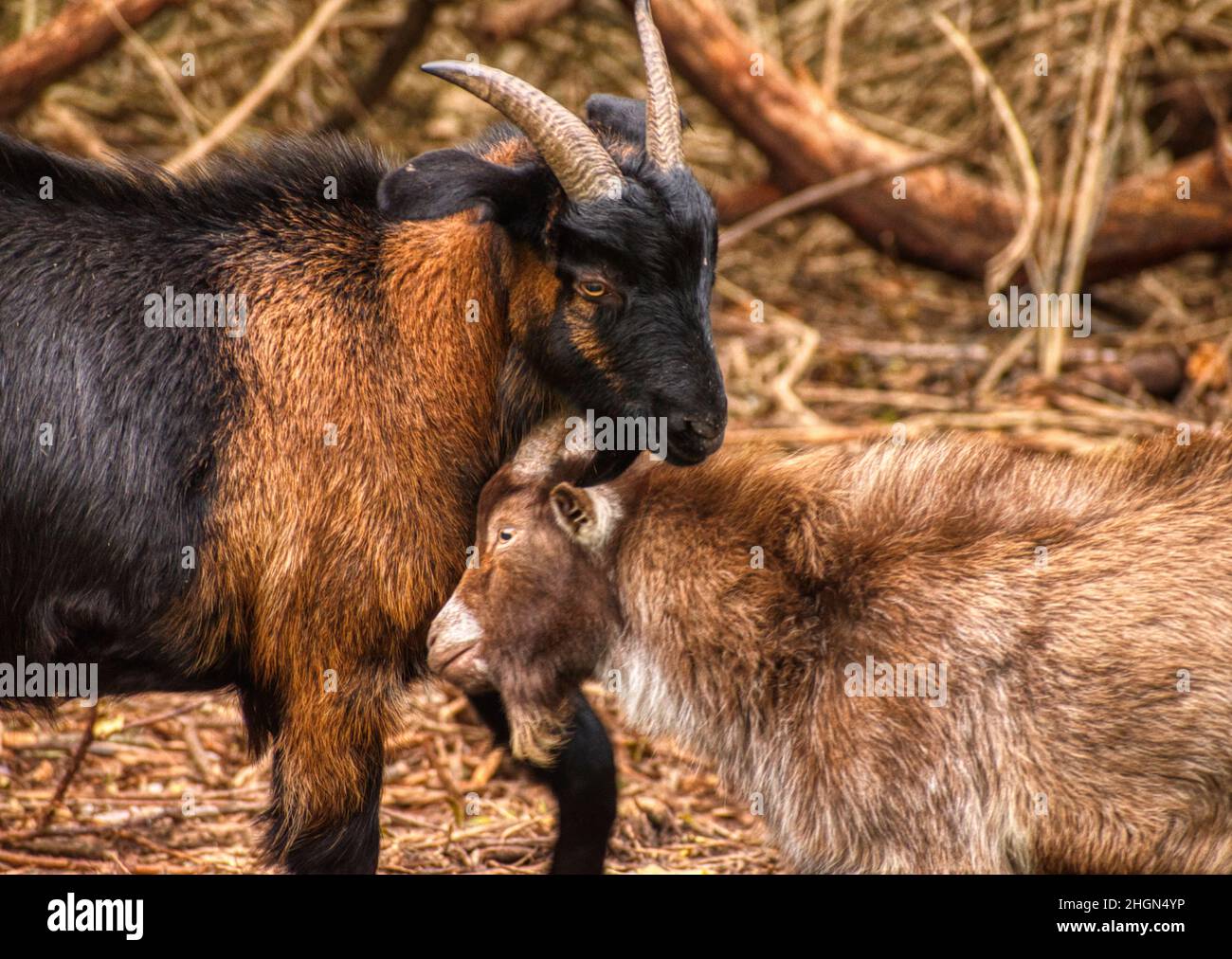 Goats comforting one another in Newbridge Farm Stock Photo - Alamy