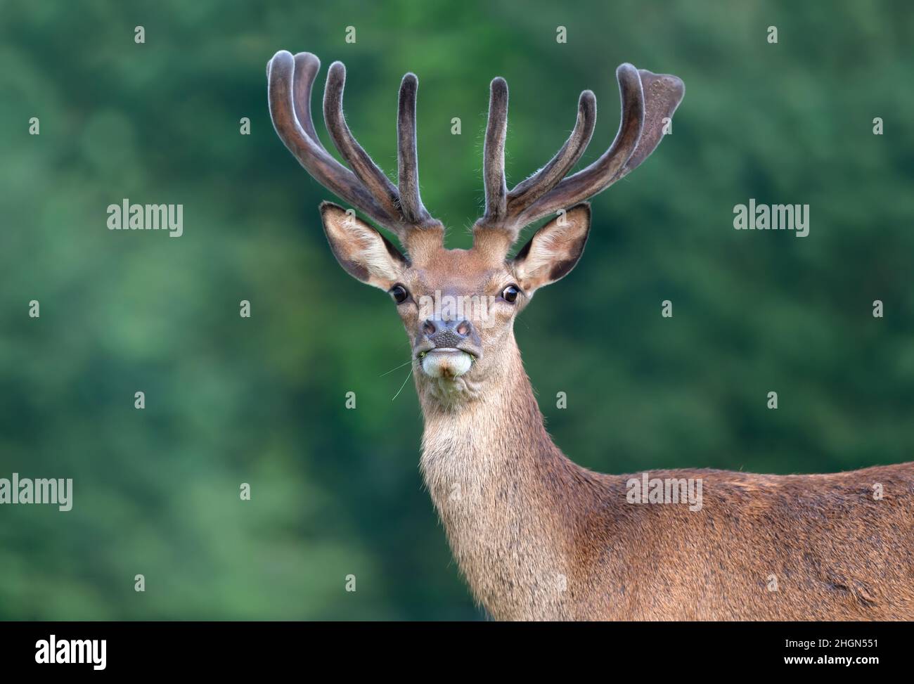 Portrait of a red deer stag with velvet antlers in summer, United ...