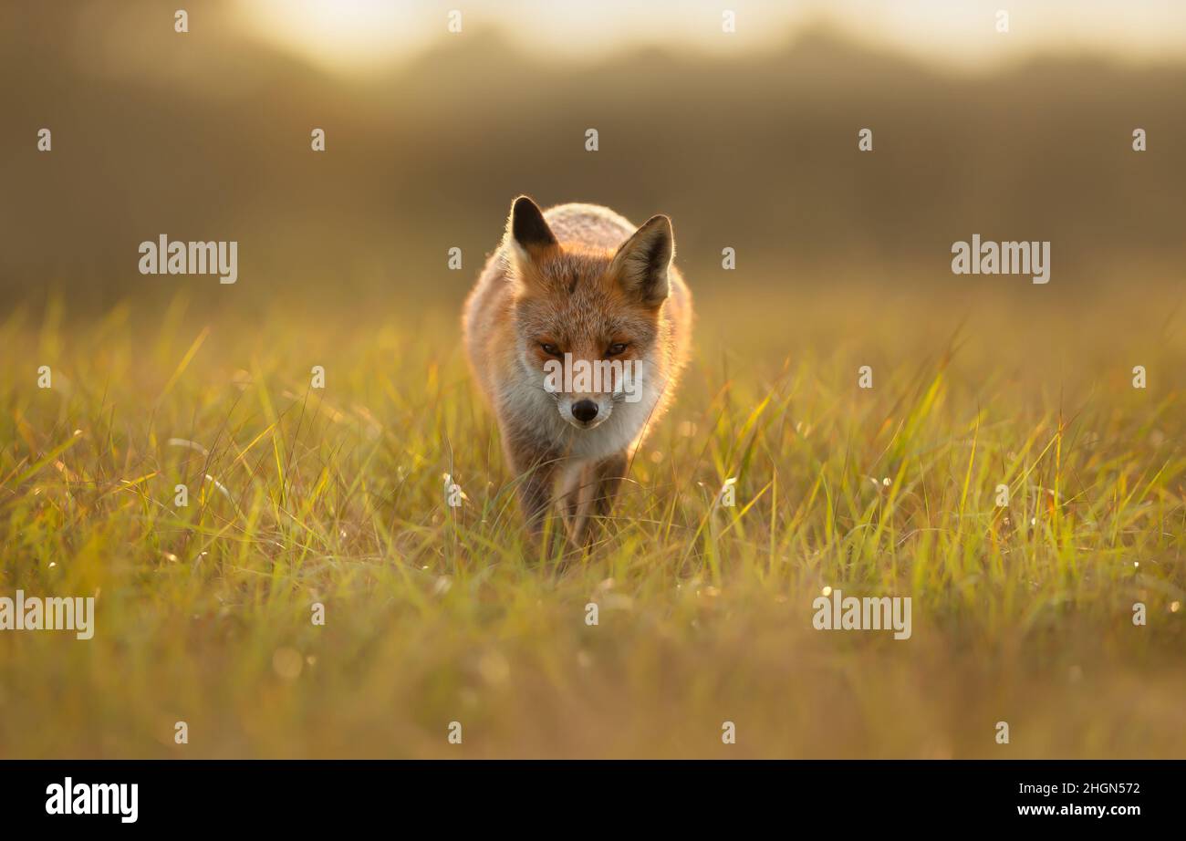 Close up of a red fox (vulpes vulpes) in the morning light Stock Photo ...