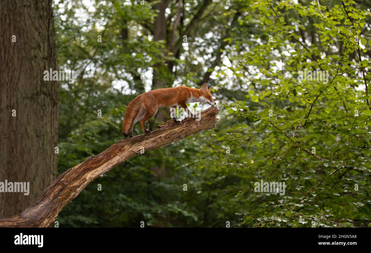 Red fox (Vulpes vulpes) climbing on a wooden branch, UK Stock Photo - Alamy