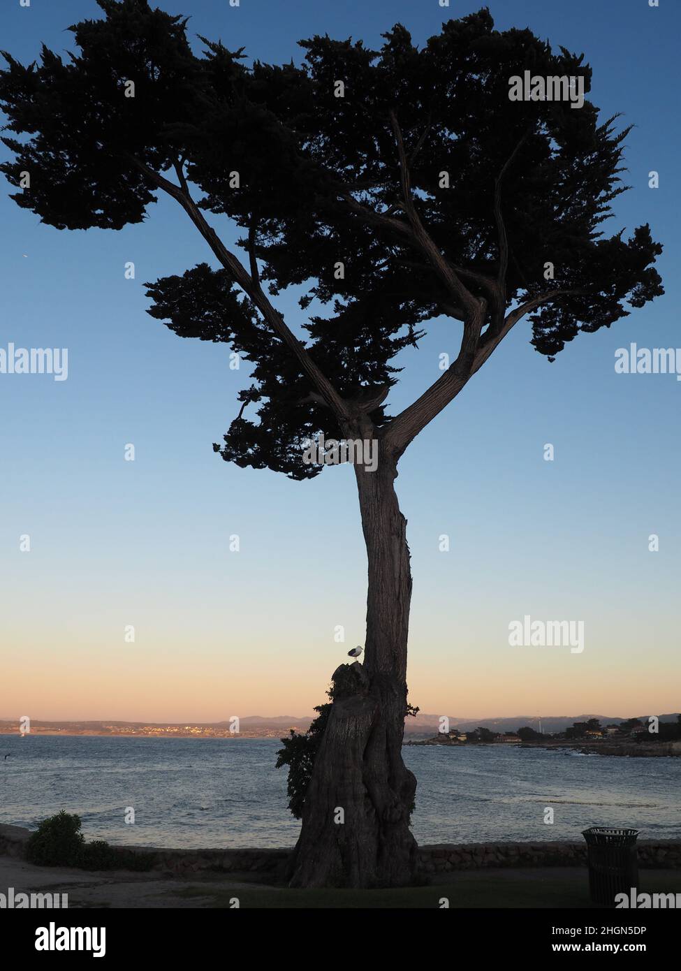 Tree at Monterey Bay California USA Stock Photo - Alamy