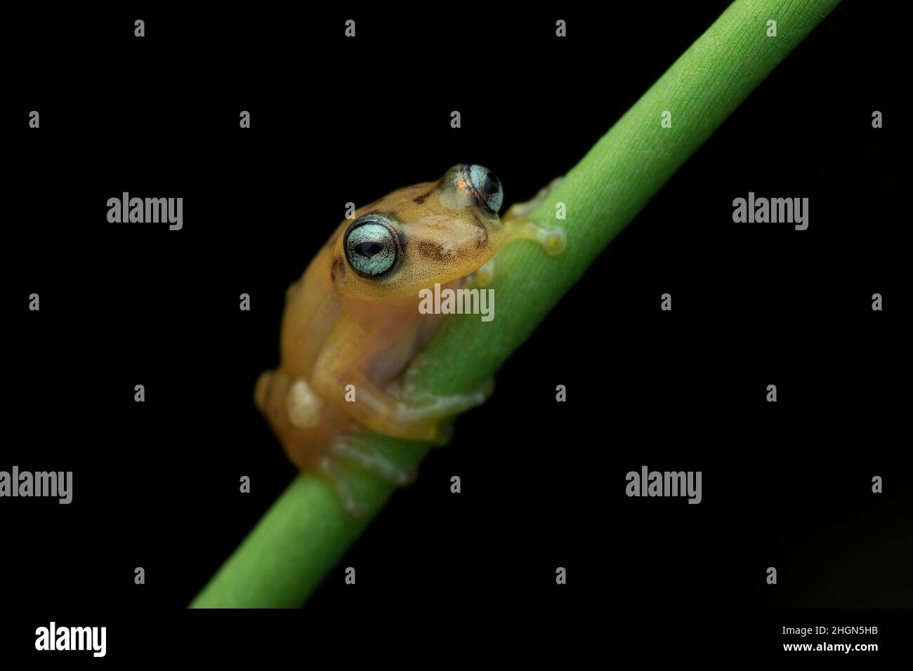 Reed frogs hi-res stock photography and images - Alamy
