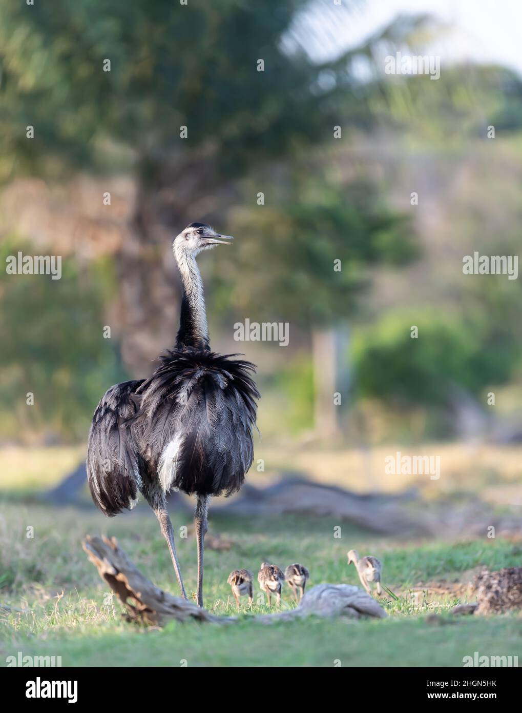 Greater Rhea Running