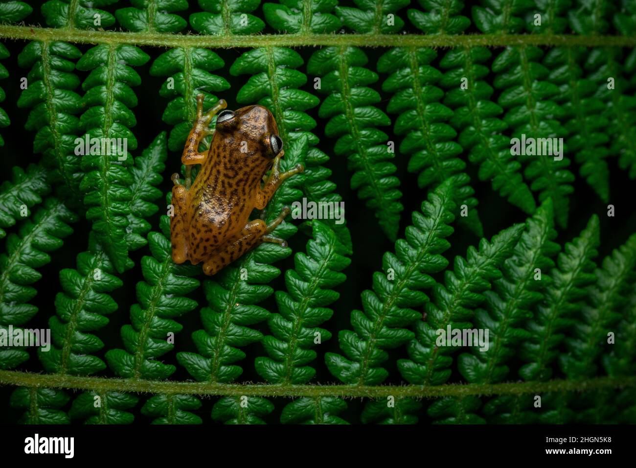 Reed frogs hi-res stock photography and images - Alamy